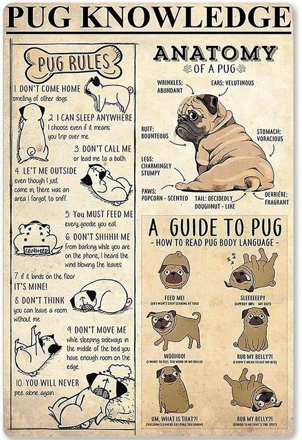 Anatomy Of A Pug