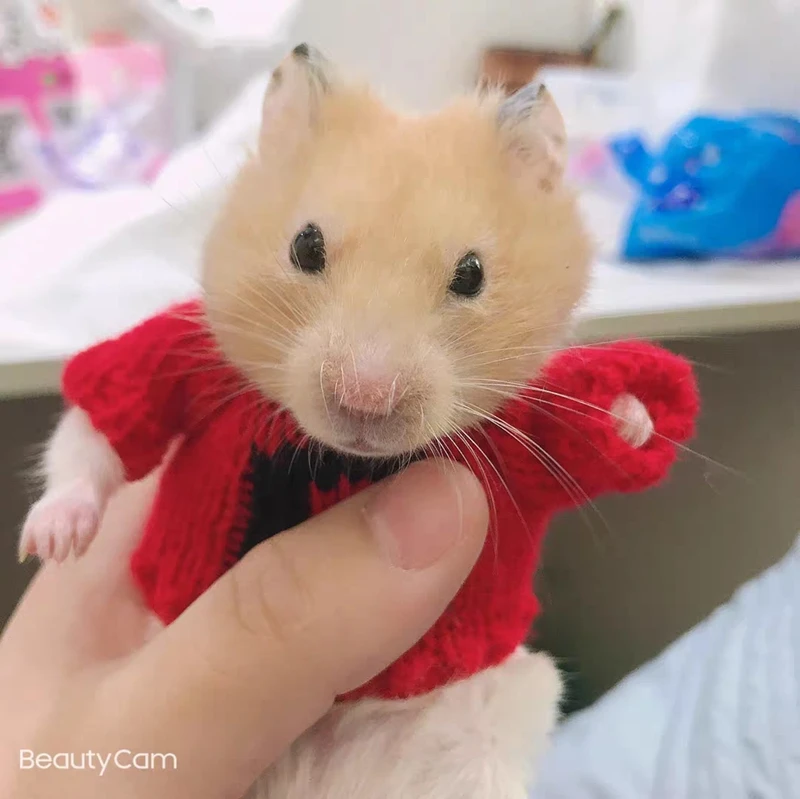 Cute Hamsters In Clothes