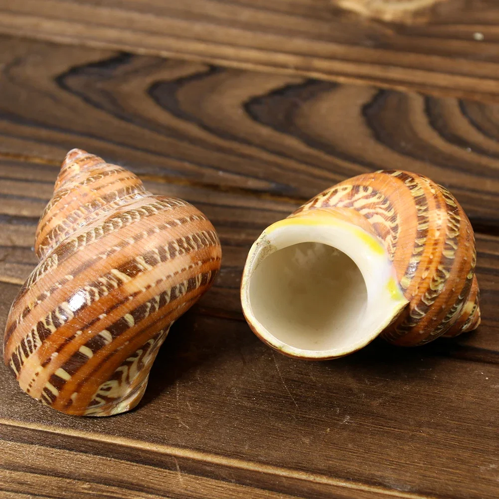 Natural-Snail-Seashell-Cats-Eye-Turban-Turbo-Cornulus-Conch-Specimen ...