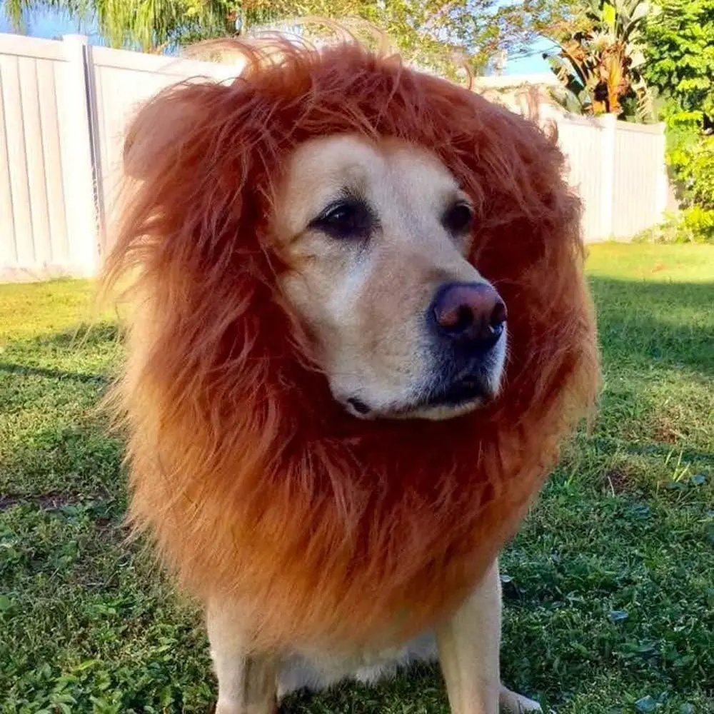 Lion Mane for Dogs: The Ultimate Guide to Realistic, Comfortable, and ...
