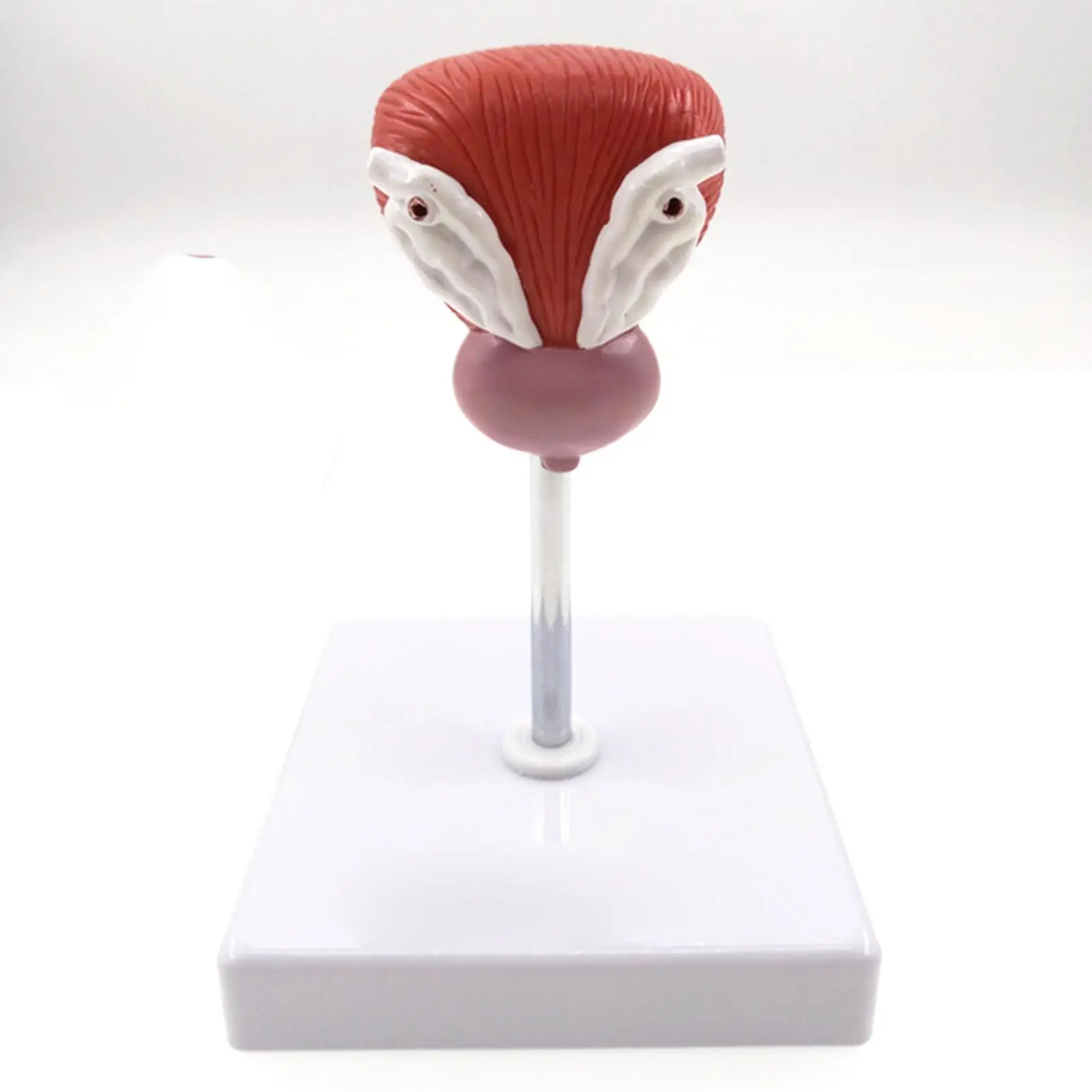 PVC-Natural-Life-Size-Anatomical-Human-Urinary-Bladder-Prostate-Model ...