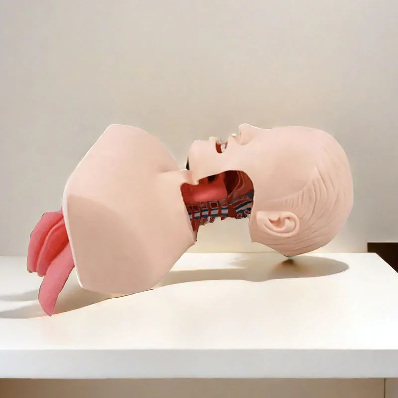 Human-Tracheal-Intubation-Training-Model-Endotracheal-Intubation ...