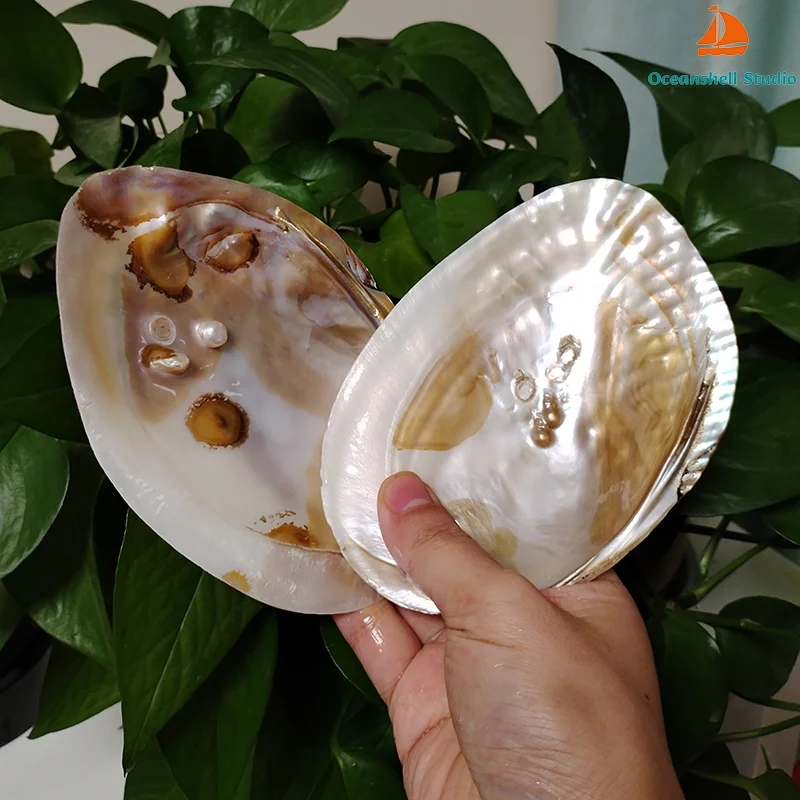 13-15cm-Natural-Freshwater-Pearl-Shell-Polished-Oyster-Mother-of-Pearl ...