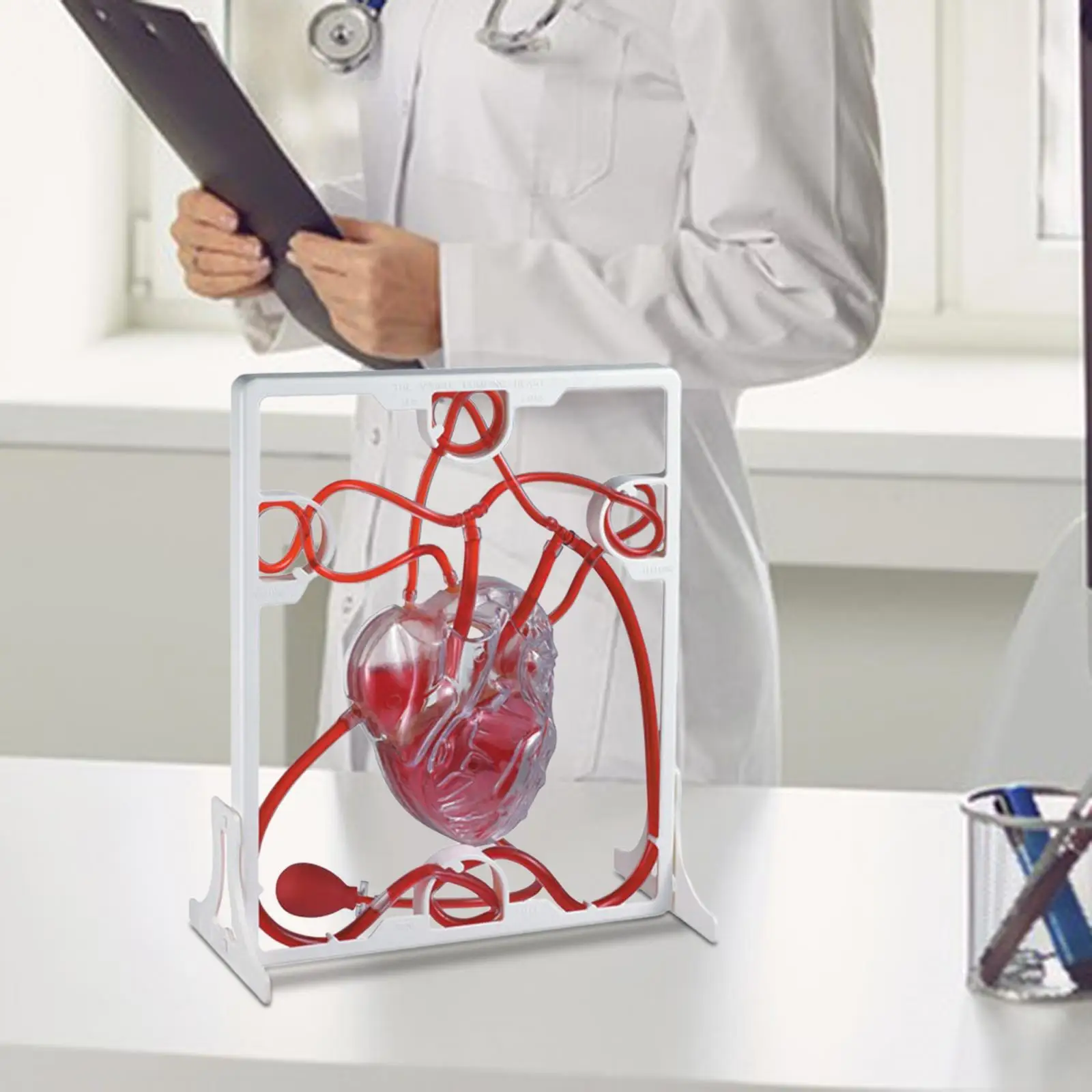 Heart-Circulation-Model-Simulation-Science-Education-for-Students ...