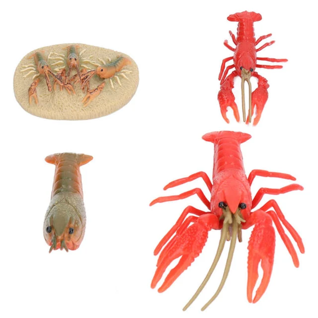 Crayfish Life Cycle For Kids