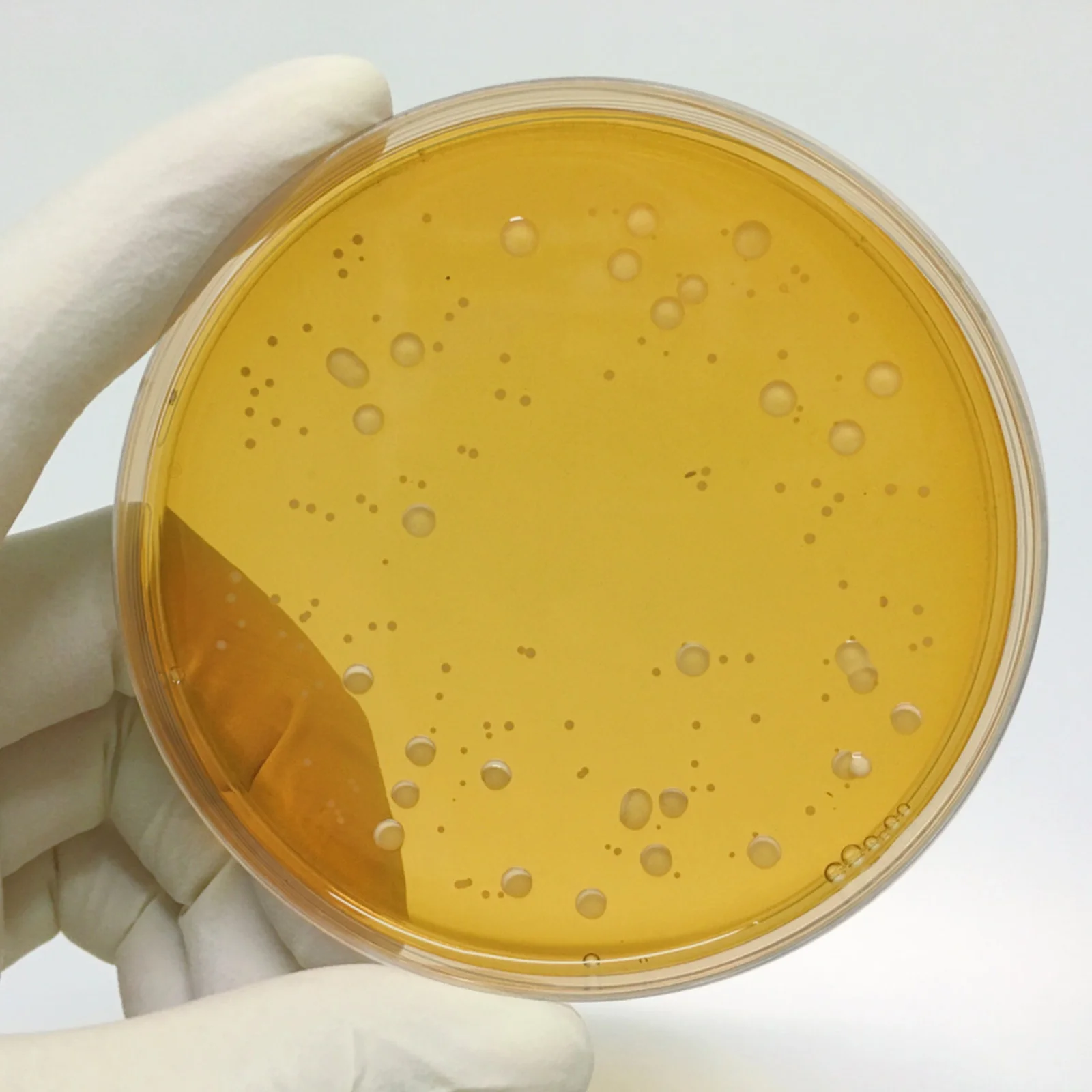 10 Pcs Ready To Use Lb Agar Plates Nutrient Agar Culture Base Pre ...