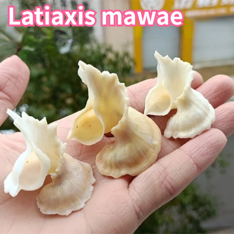 Latiaxis-Mawae-Natural-Conch-Shell-Specimen-Snail-Collection-Gift-Fish ...