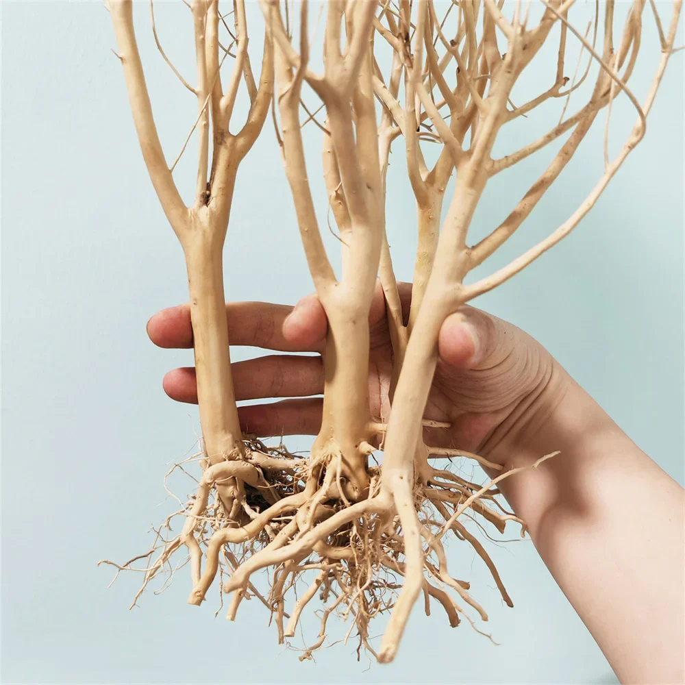 Natural-Trunk-Drift-wood-Assorted-Driftwood-Branch-Driftwood-Branch ...