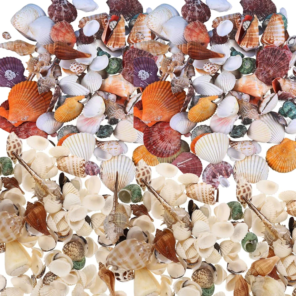 250-200g-Mixed-Size-Ocean-Sea-shells-Wedding-Decor-Beach-Theme-Party ...