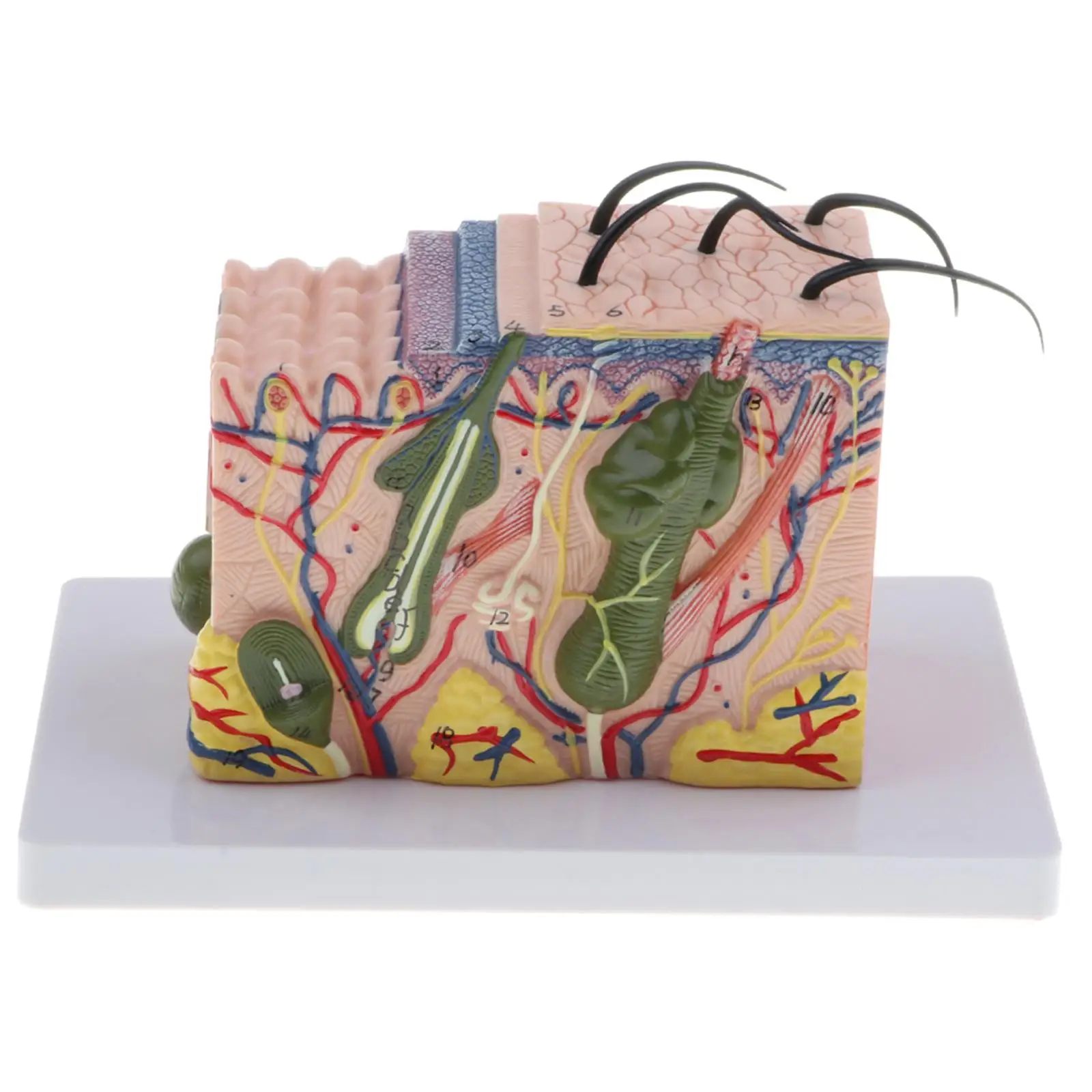 Magnify-35X-Human-Skin-Texture-Subcutaneous-Tissue-Dissection-Model ...