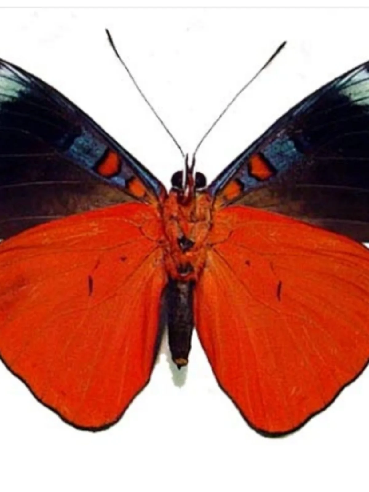 Panacea-Prola-Natural-Real-Natural-Unmounted-Butterfly-Specimen-Artwork ...