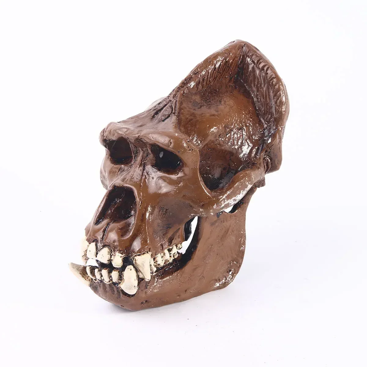 Resin-Animal-Anatomy-Model-Skeleton-Handmade-Orangutan-Skull-Model-for ...