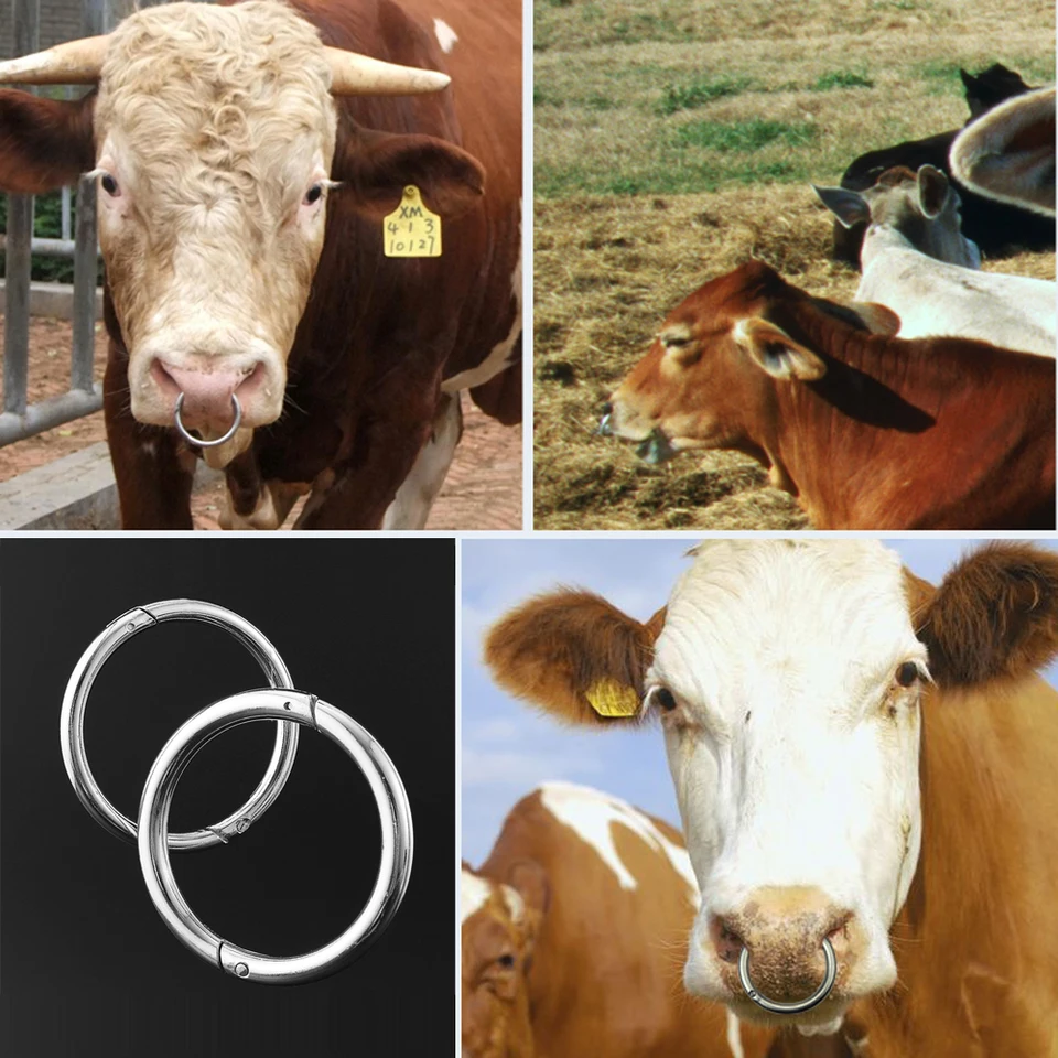 Bull Ring Cattle Nose Rings Pliers Nose Circle Cattle Pulling Tools ...