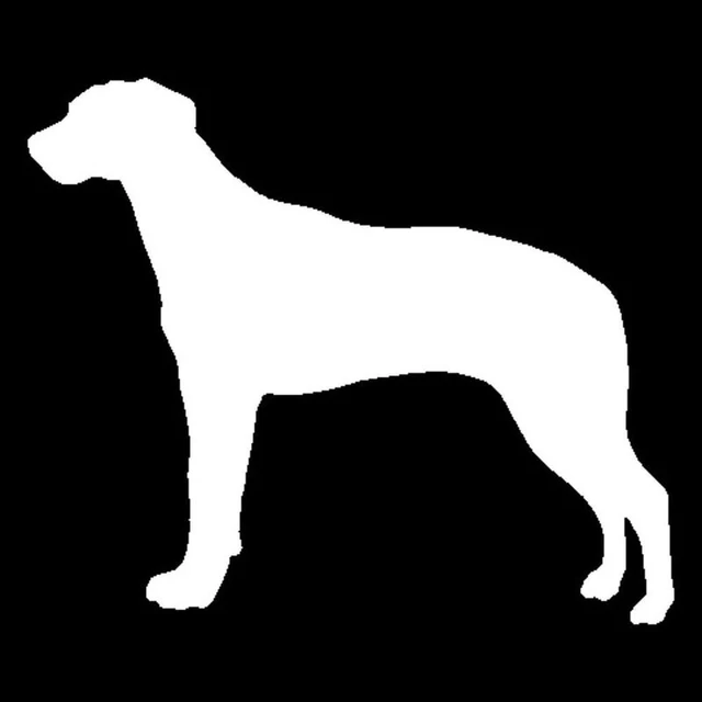 Silver Rhodesian Ridgeback