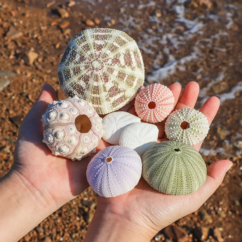 Aqumotic-Sea-urchin-Shell-Natural-Conch-Shell-Mediterranean-Decoration ...