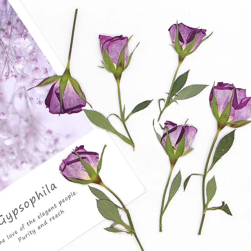 7-11cm-12pcs-Real-mini-rose-branches-Purple-Rose-pressed-Flower-DIY ...