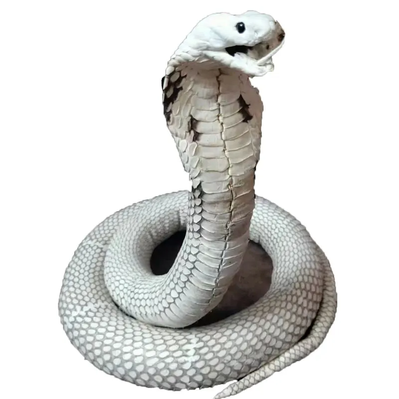 Snake White King Cobra
