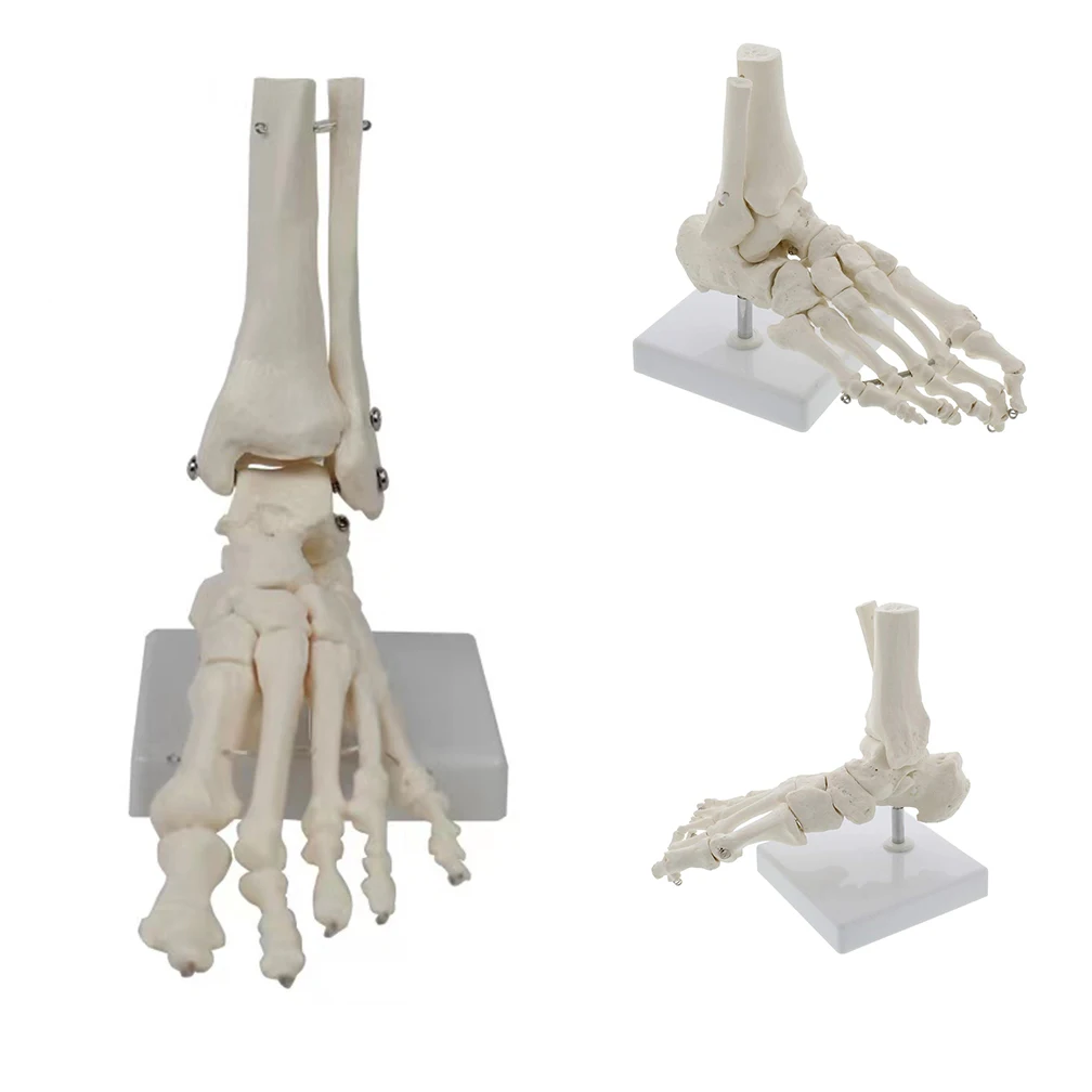 1-1-Big-Medical-Human-Skeleton-Foot-Bones-Anatomy-Model-Foot-and-Ankle ...
