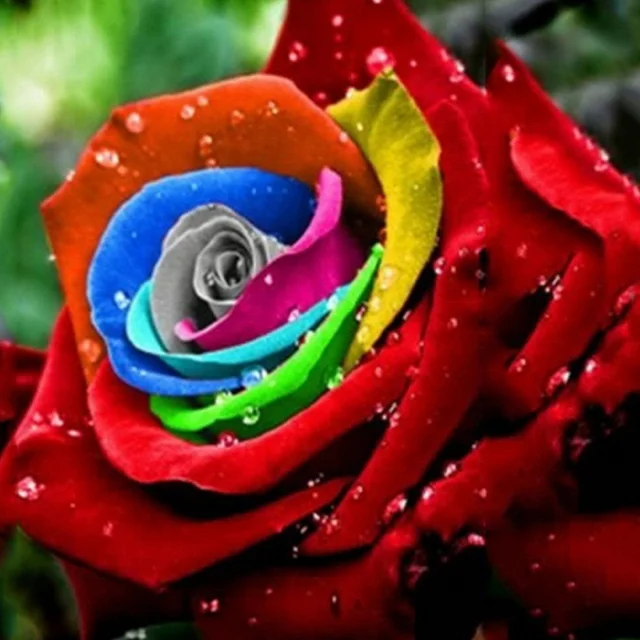 25 kinds of mix rose flower seeds – Gardening Galore