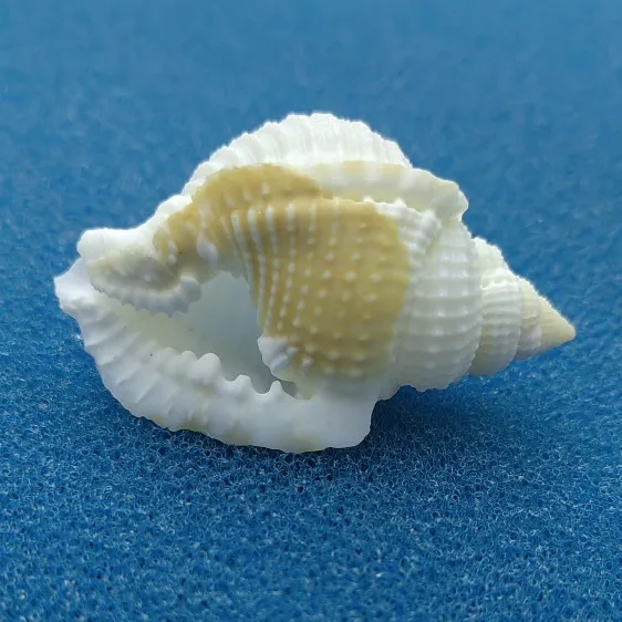 Large-Vietnam-Spindle-Conch-Shells-Hermit-Crab-Replacement-Shell-Conch ...