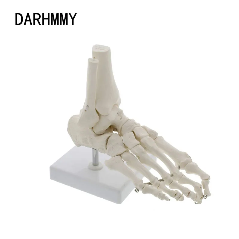 DARHMMY-1-1Medical-Human-Skeleton-Foot-Bones-Anatomy-Model-Foot-And ...