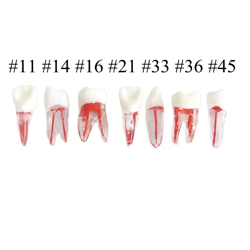 2Pcs-Dental-Endodontic-Root-Canal-Practice-Model-Teeth-Resin-Tooth-For ...