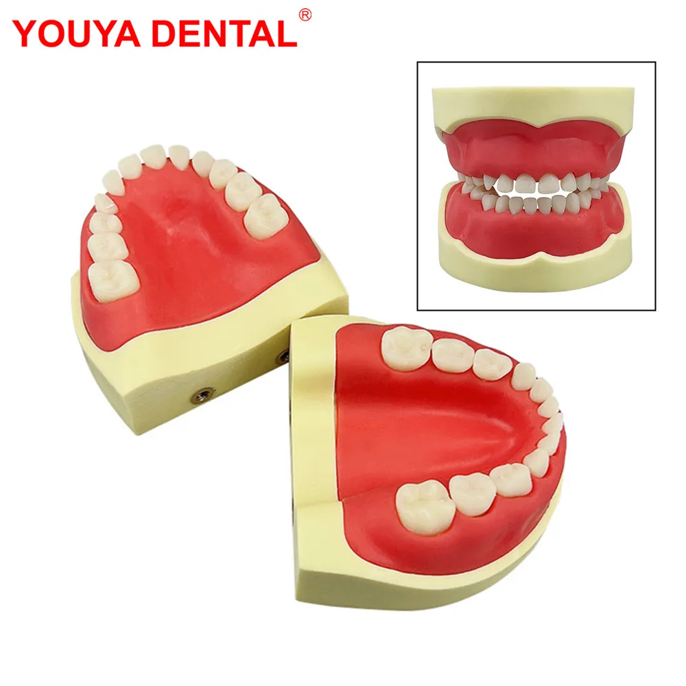 Kids Dental Typodont Model With Removable Teeth Soft Gums Teeth Model ...