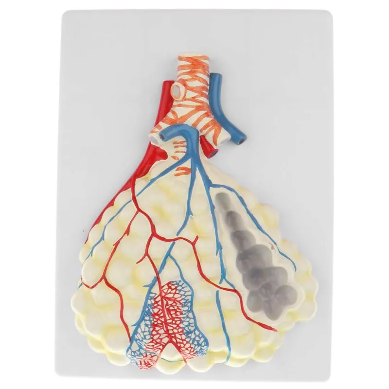 Human-Pulmonary-Alveoli-Lung-Anatomy-Model-Medical-Science-Teaching ...