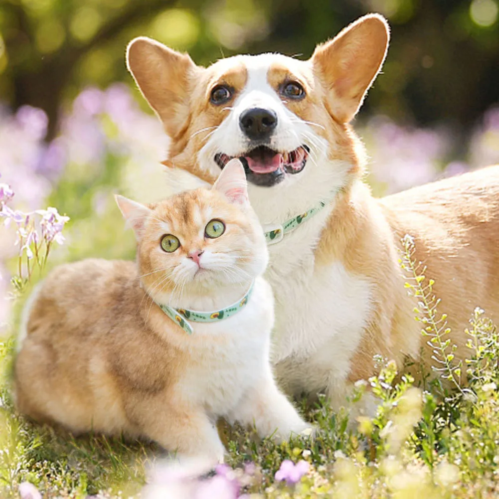Munchkin Cat And Corgi