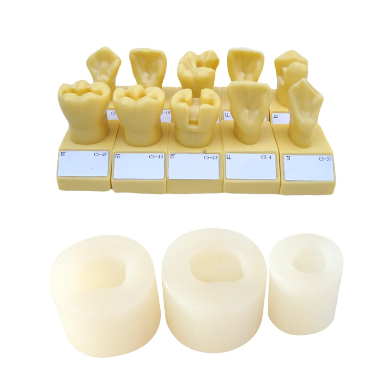 Dental-Rubber-Mould-Single-Permnent-Teeth-Mould-of-Edentulous-Jaw ...