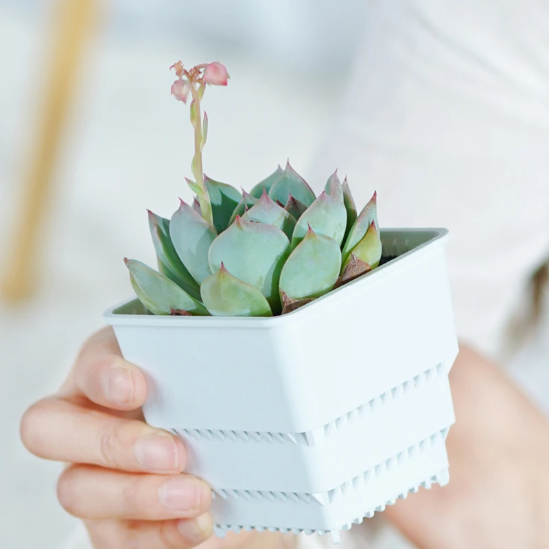 Meshpot 5 pcs 6cm Succulent Square Pot Cactus Lithop Astrophytum ...