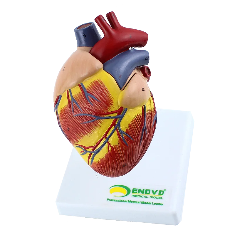 Dog heart model dog anatomy organ animal anatomy pet model teaching ...