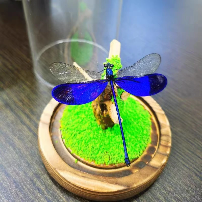 Real-insect-Dragonfly-cicada-butterfly-specimen-boxed-popular-science ...