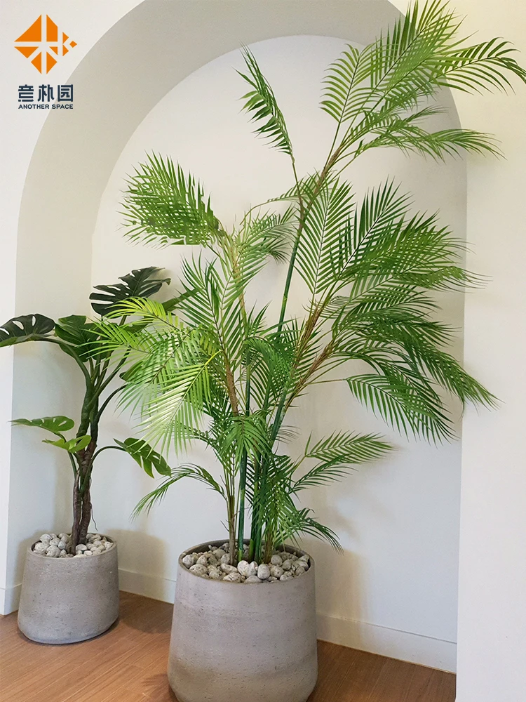 Woody Green Indoor Plants