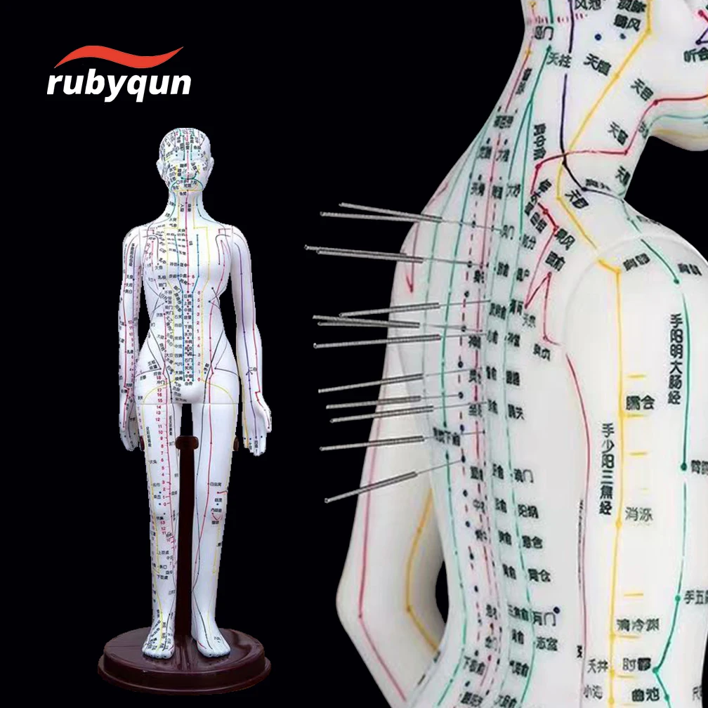 Female-Male-Acupuncture-Model-40CM-with-Chinese-Points-PVC-Medical ...