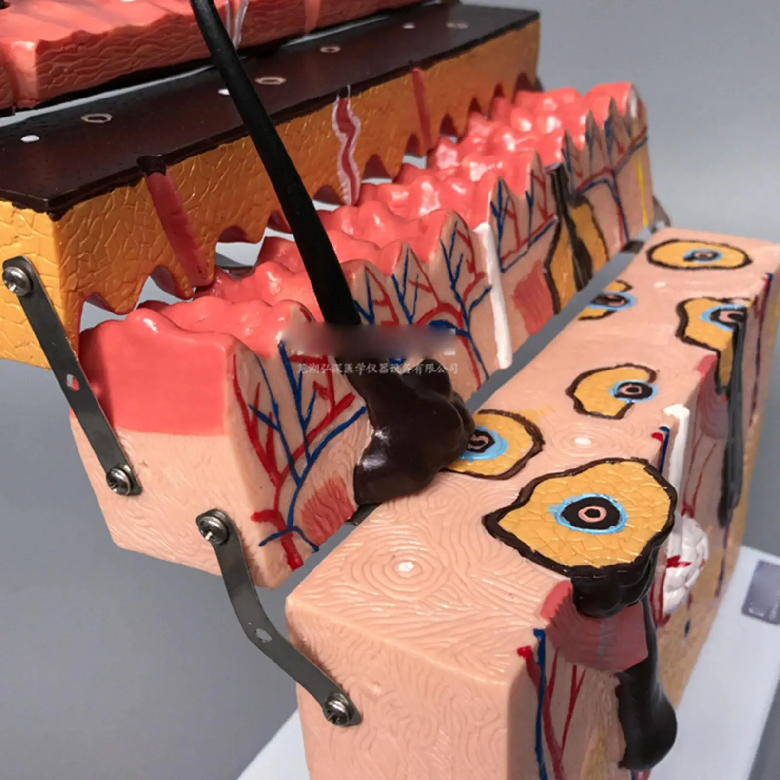 Hierarchical Structure Anatomical Human Skin Block Model Medical ...