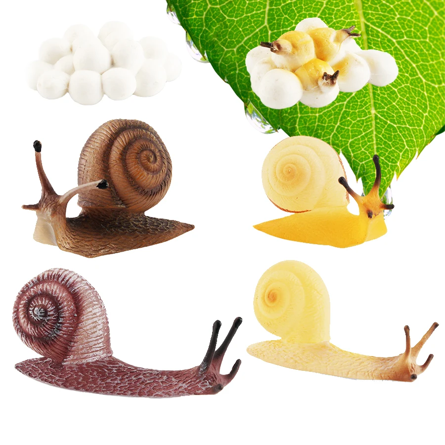 Realistic-Snail-Growth-Cycle-Figure-Animal-Model-Life-Cycle-of-Snail ...
