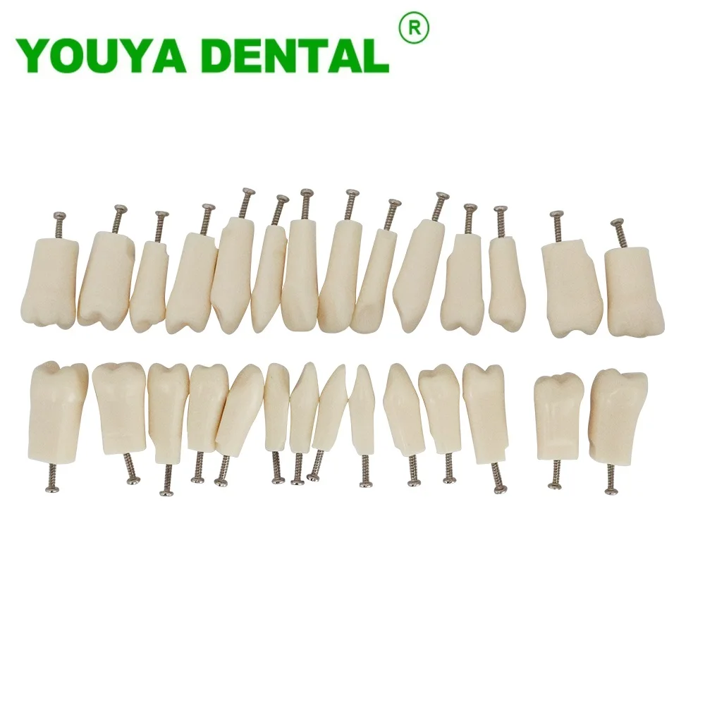 28pcs-Dental-Resin-Teeth-Typodont-Model-Replacement-Teeth-Teaching ...