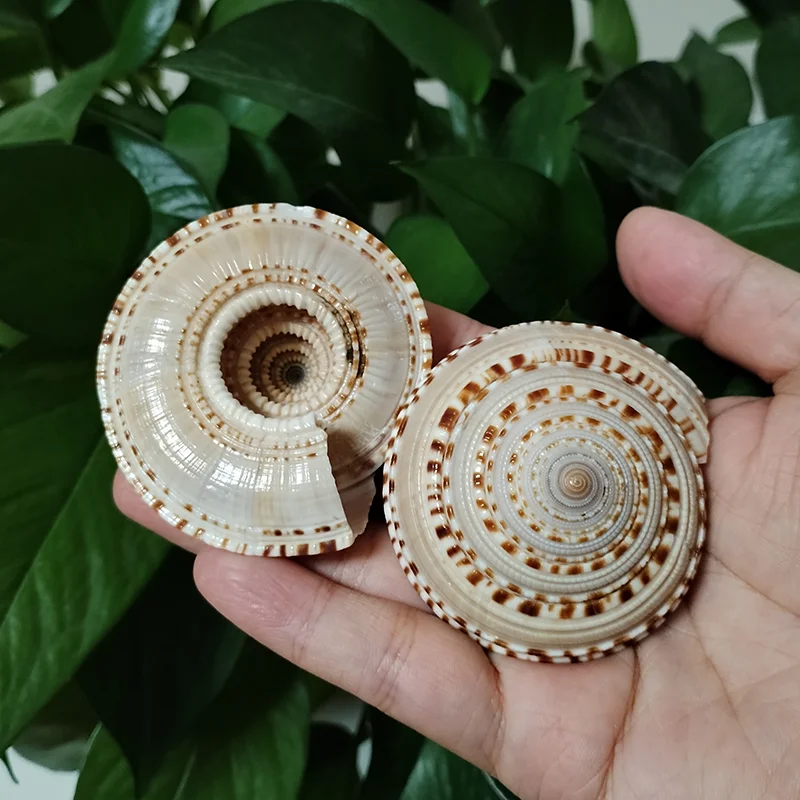 2-PC-Sharp-edged-Sundial-Natural-Sundial-Sea-Shells-Rare-Round-Conch ...