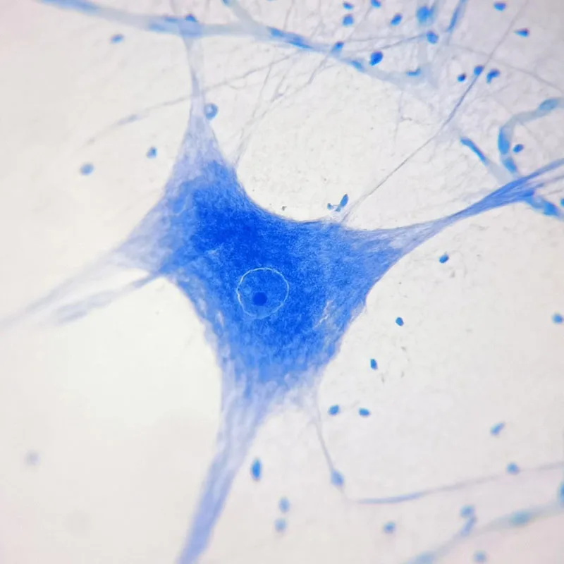 Neuron Microscope Slide