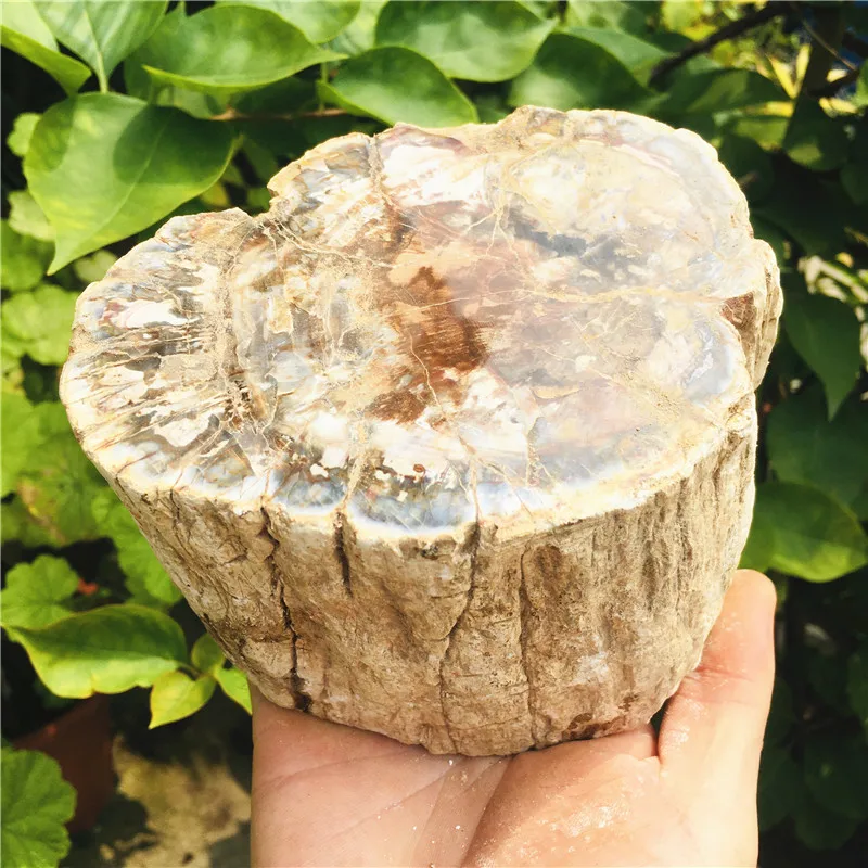 400-2000g Natural Madagascar petrified wood crystal polish for ...