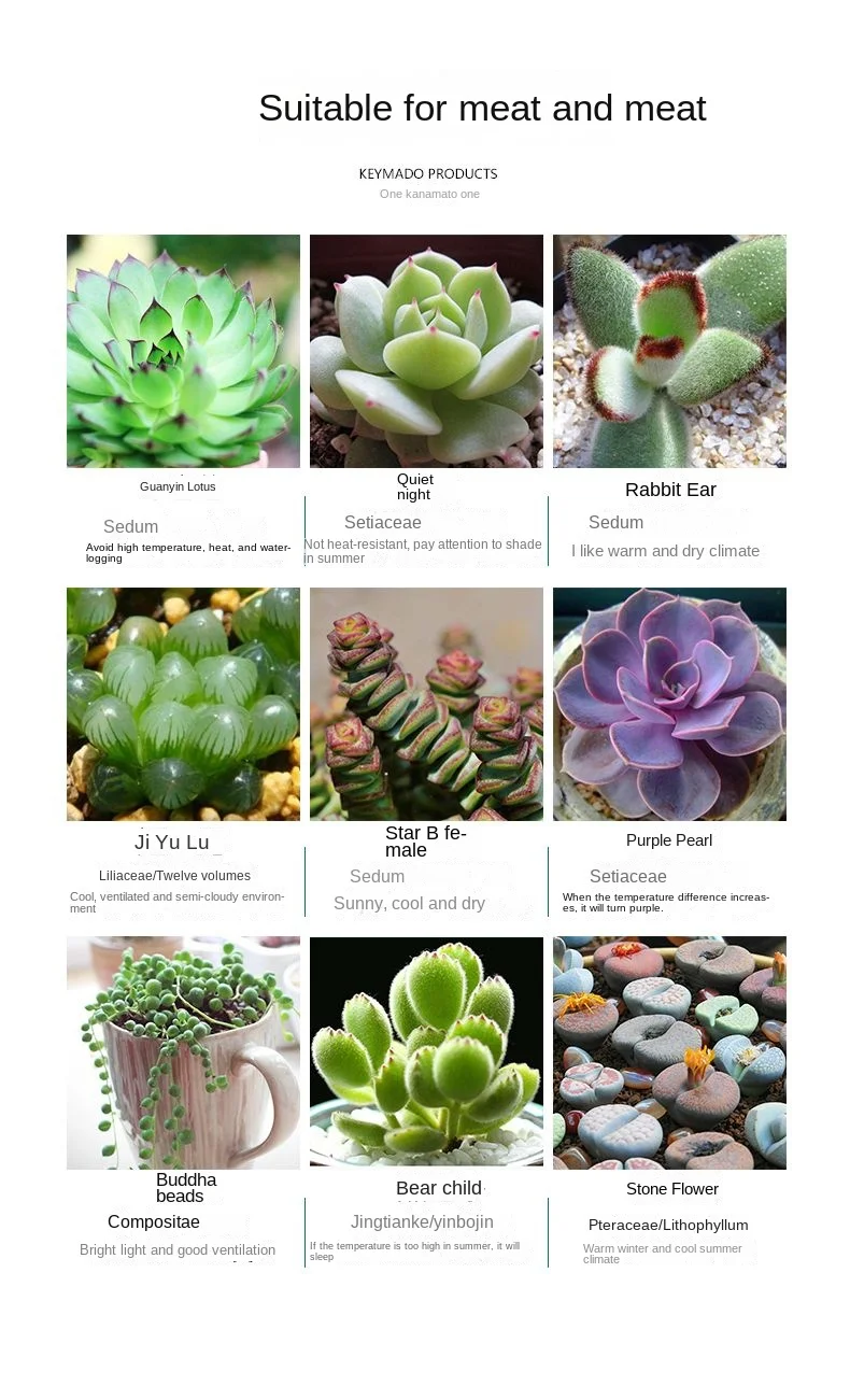 Succulent Anti-stress care liquid anti-heat, anti-cold and anti-diseas ...