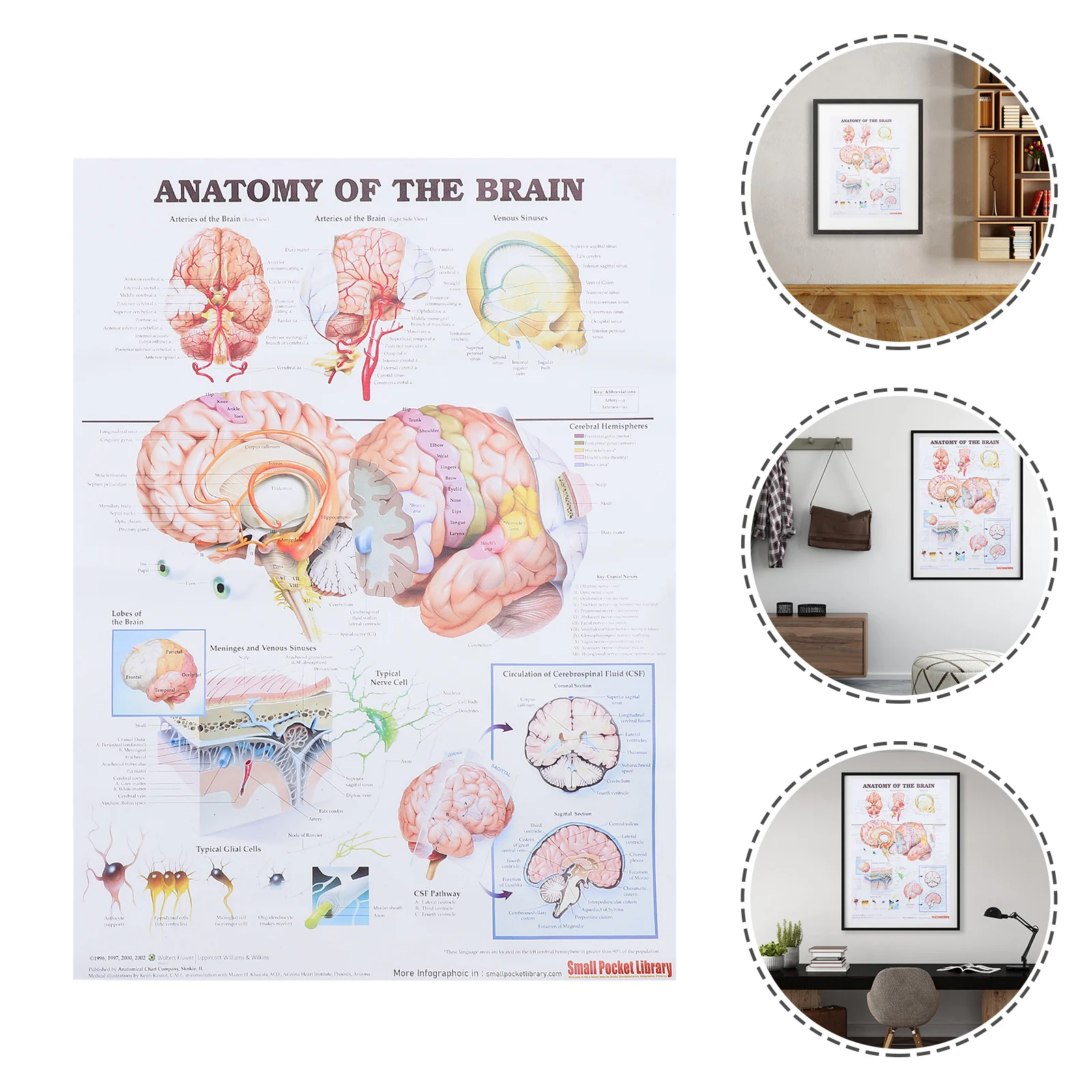 Anatomical Poster Brain Anatomy Poster Brain Anatomy Chart Wall Hanging ...