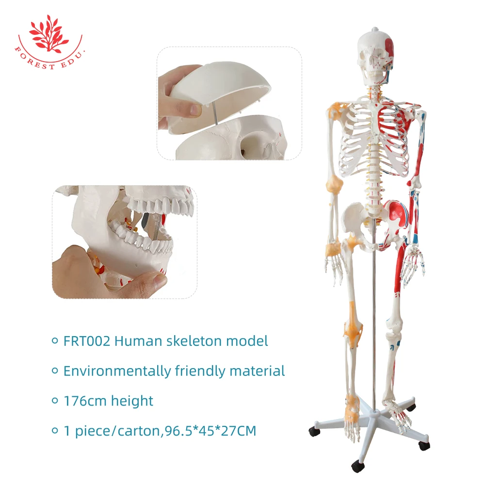 FRT002-Human-Skeleton-180cm-Life-Size-PVC-Material-With-Muscle-Points ...