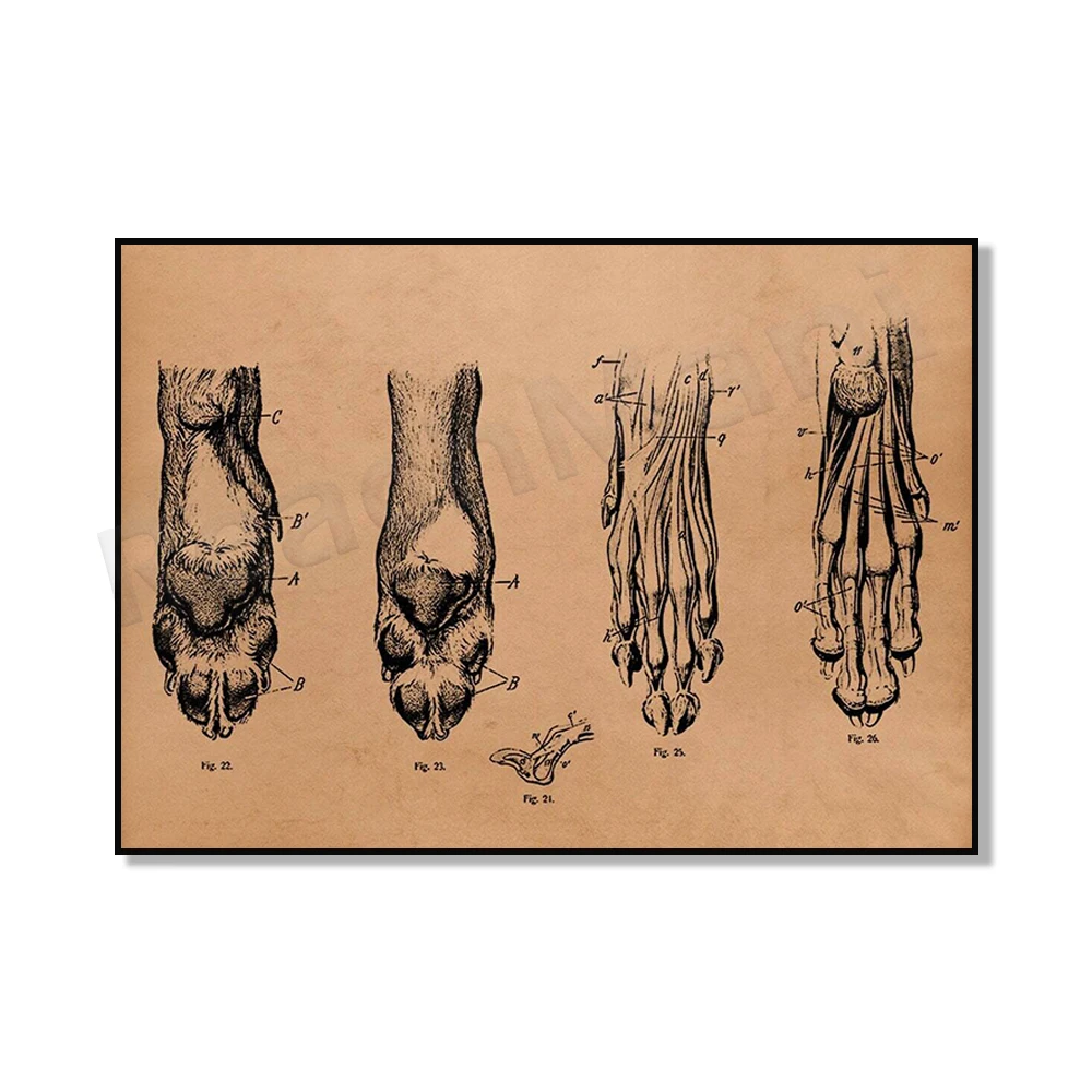 Dog Paw Bones Anatomy