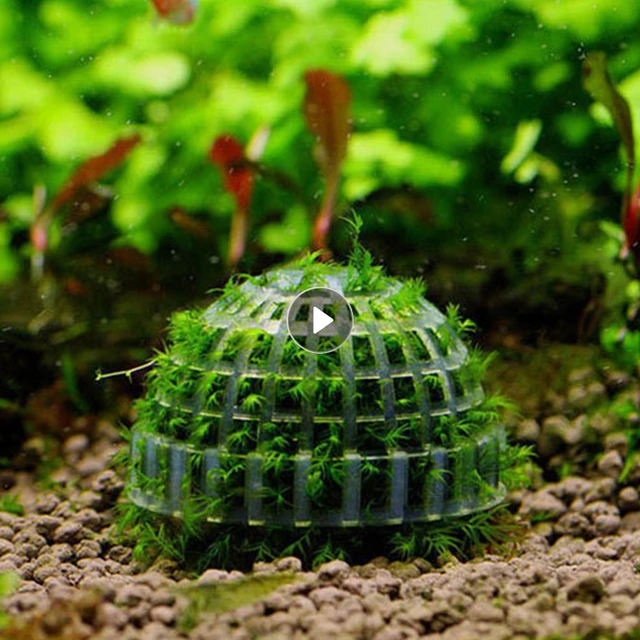 Java Moss Ball