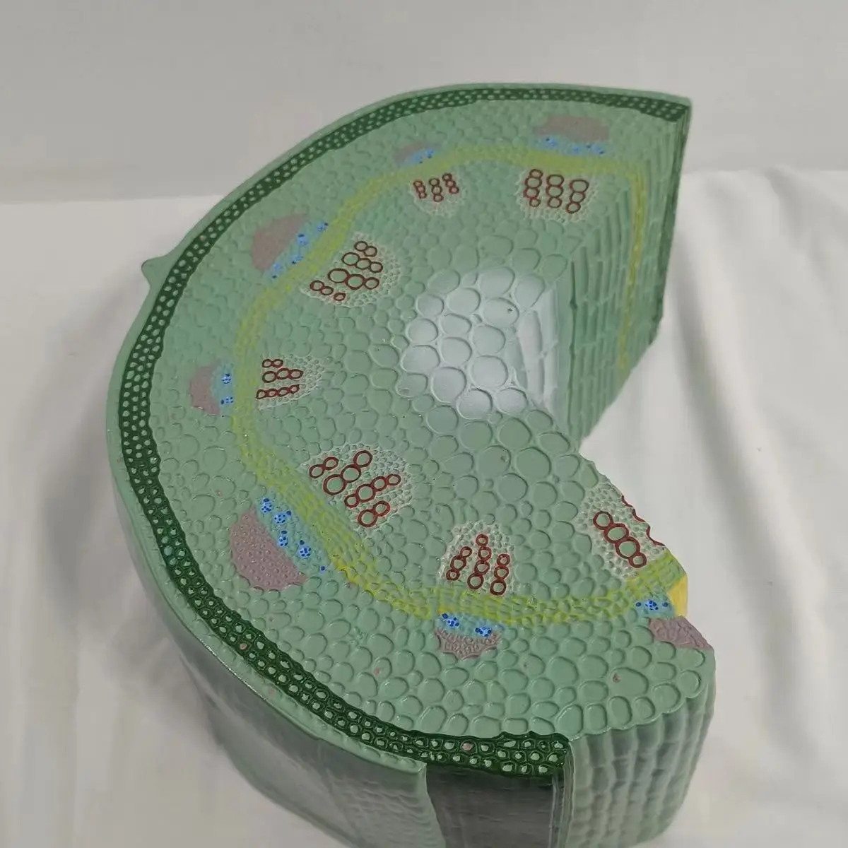 Biological instrument teaching aids Stem model of dicotyledonous herb ...
