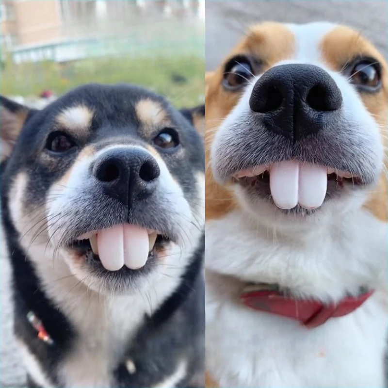 Pet-Corgi-Dog-False-Teeth-Toy-Rabbit-Front-Buck-Teeth-Cover-Funny-Puppy ...