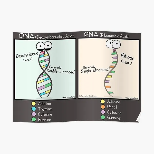 Dna Vs Rna Poster Print Funny Decor Art Painting Wall Picture Mural ...