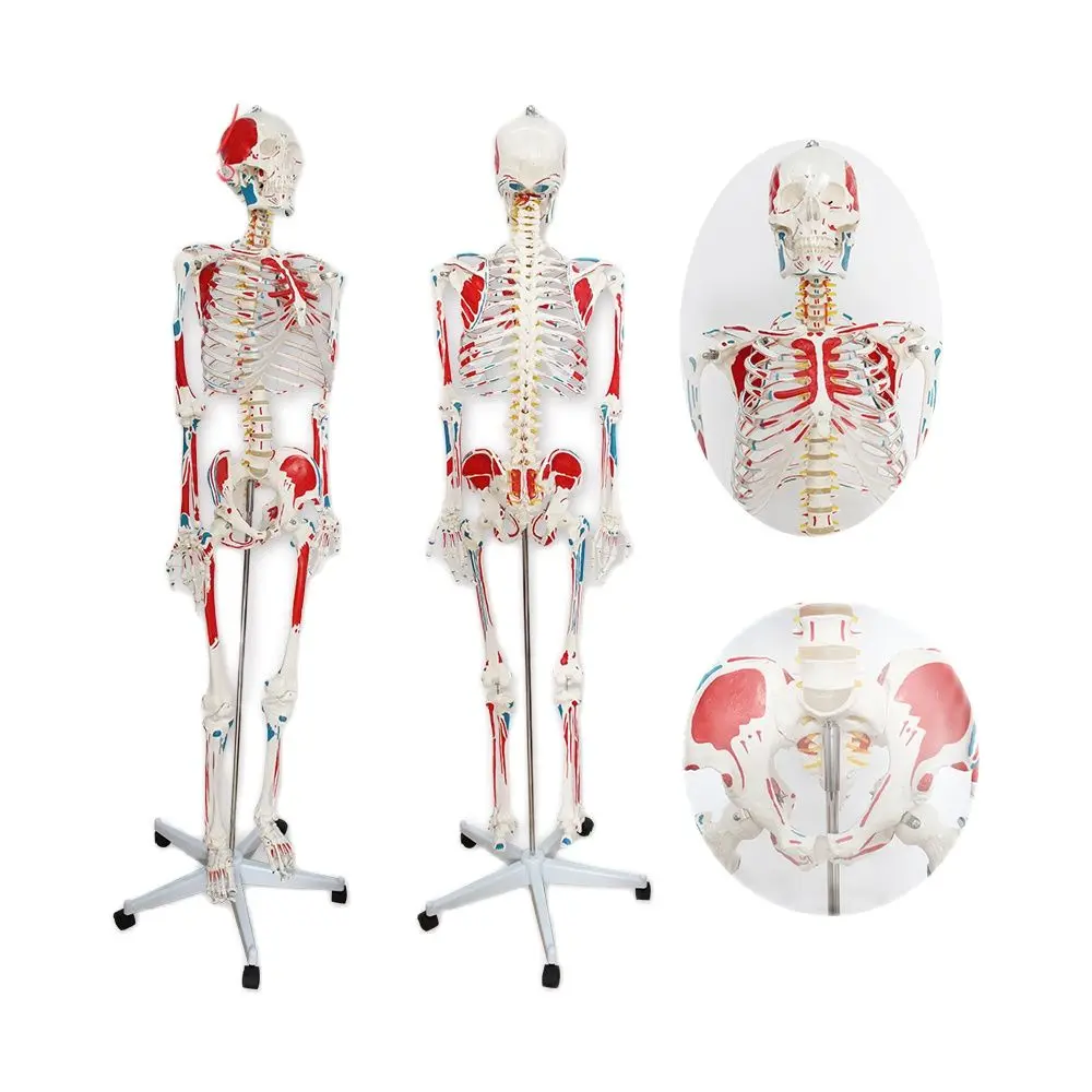 FRT003-Human-Skeleton-Model-180cm-Eco-Friendly-PVC-Material-Medical ...